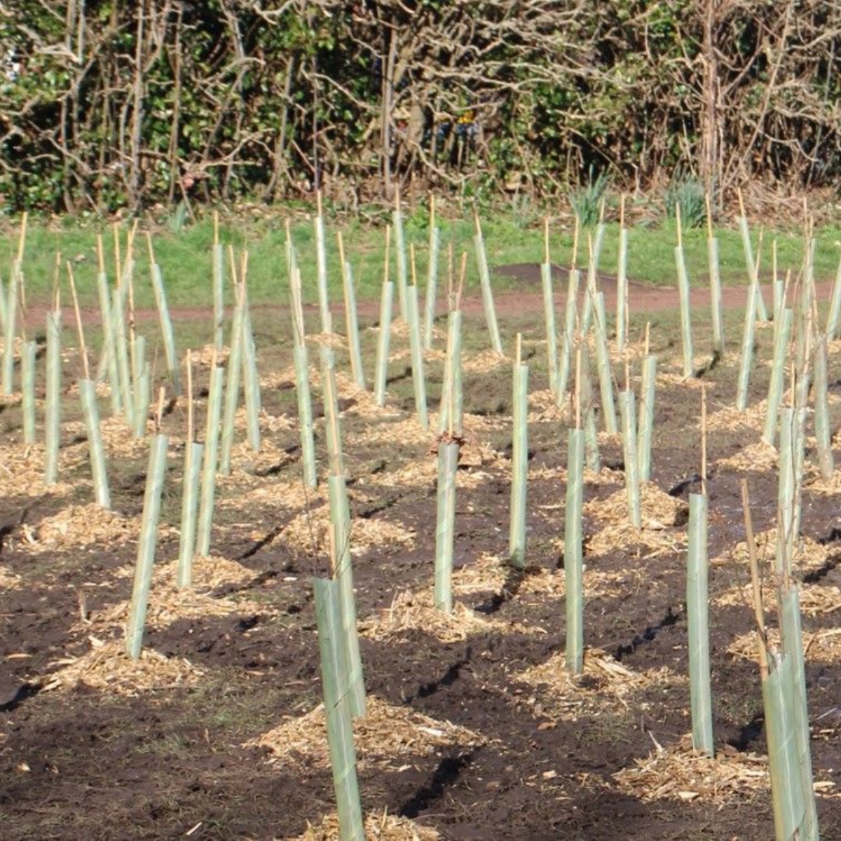 The High School Leckhampton - Tree Planting at The Burrows